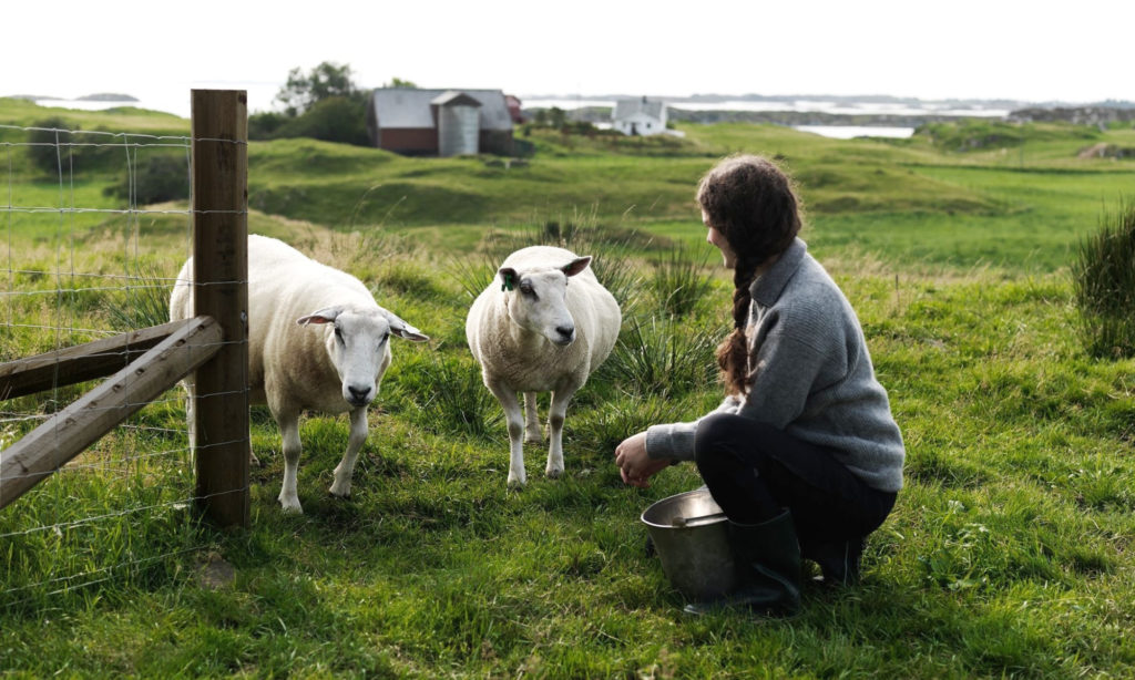 Swedish creosoted fencing solution with a 25 year guarantee